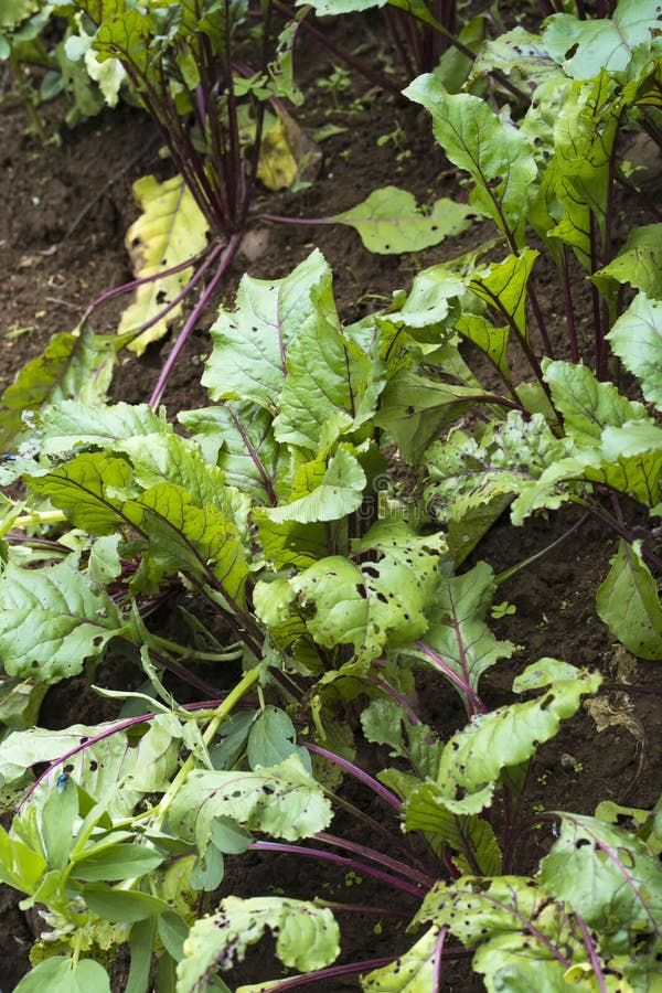 Green Big Clean Leaves Of Sugar Beet Growing In The Field Agricultural Plants In Batu East