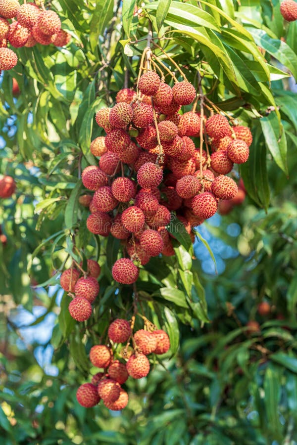 Fresh Lychee Fruit on the Lychee Tree in the Garden Stock Photo - Image ...