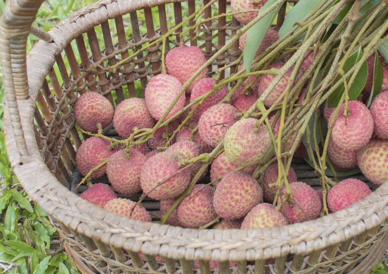 Fresh Lychee in Straw Basket on the Green Grass Stock Photo - Image of ...