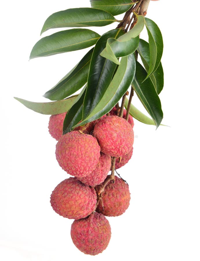 Fresh lichi on tree stock photo. Image of litchi, leechee - 41199284
