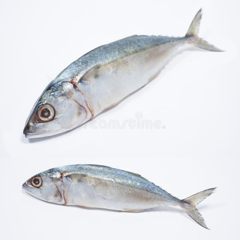 Mabong Fish Stock Photos - Free & Royalty-Free Stock Photos from Dreamstime