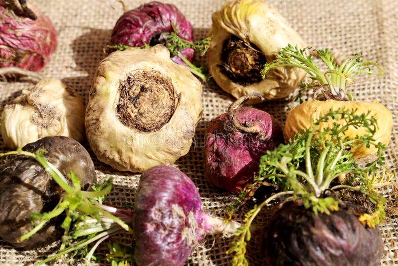 Fresh Maca Roots or Peruvian Ginseng Stock Image - Image of meal, close ...