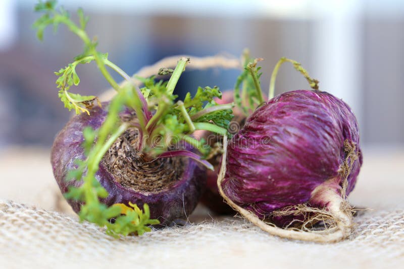 Fresh Maca Roots or Peruvian Ginseng Stock Photo - Image of healthy ...