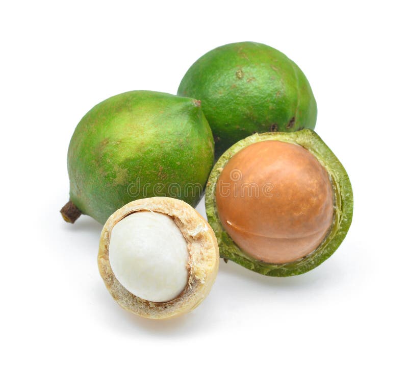 Fresh Macadamia Isolated on White Background Stock Image - Image of ...