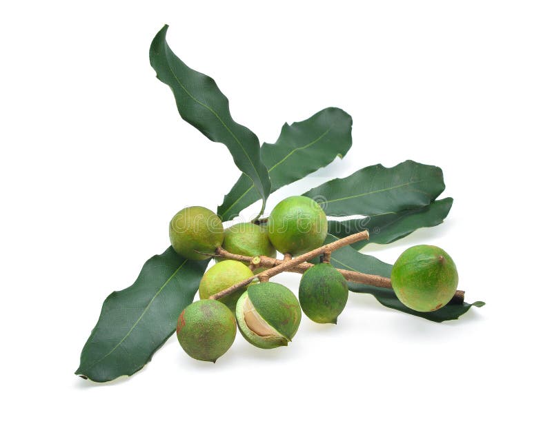 Macadamia leaves stock photo. Image of macadamia, white - 51184962