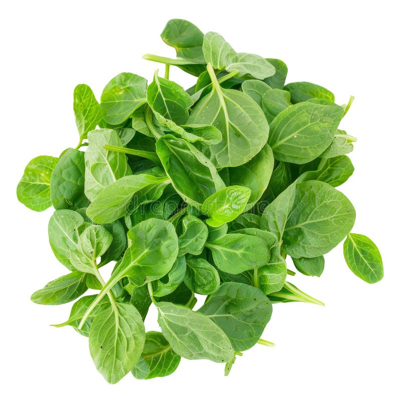 Fresh Mache Rosette Isolated on White Background Stock Illustration ...