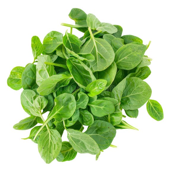 Fresh Mache Rosette Isolated on White Background Stock Illustration ...