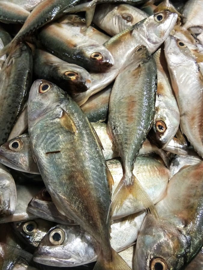 Fresh Mackarel Fish at Traditional Market Stock Image - Image of fish ...