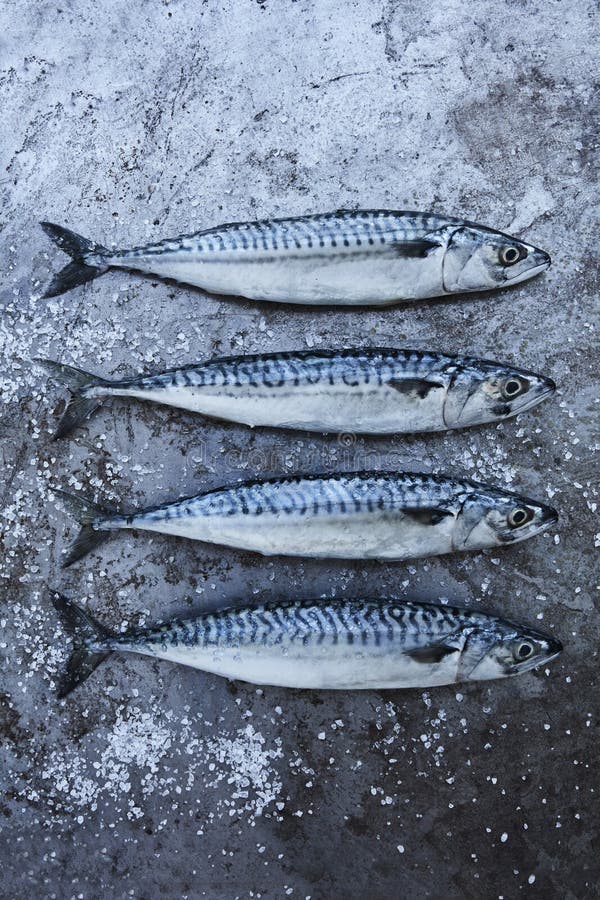 Fresh Mackerel on a Stone Surface Stock Image - Image of surface, fresh ...