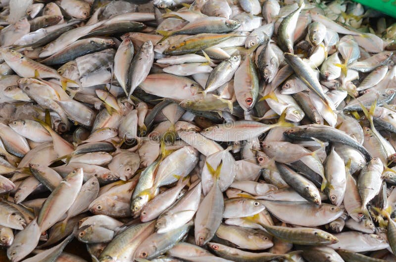 Fresh Mackerel Fish in a Basket Stock Image - Image of morning, sort ...