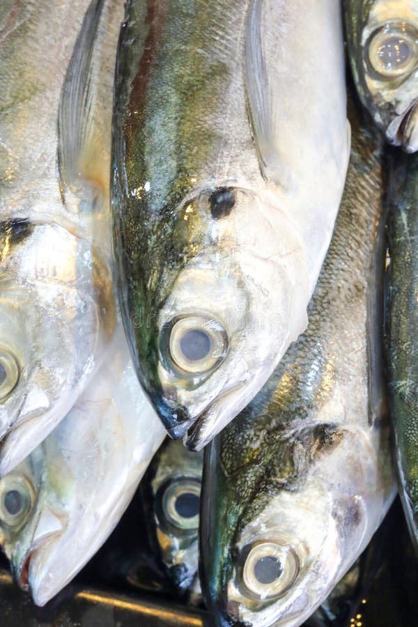 Mackerel Fish Beef Biryani Salad Stock Image - Image of beef, white ...