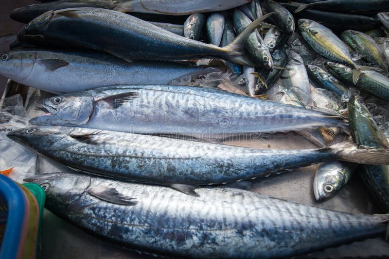 Fresh mackerel fish stock photo. Image of nutrition - 124417026