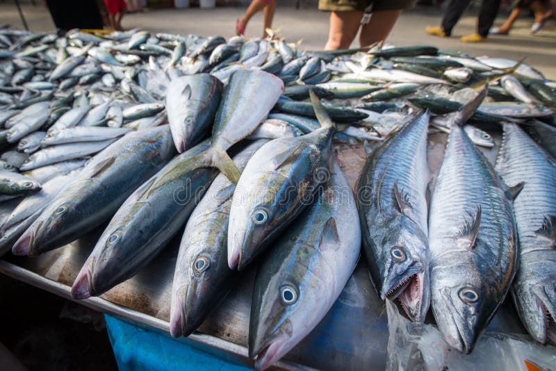 Fresh mackerel fish stock image. Image of bonito, closeup - 124417099