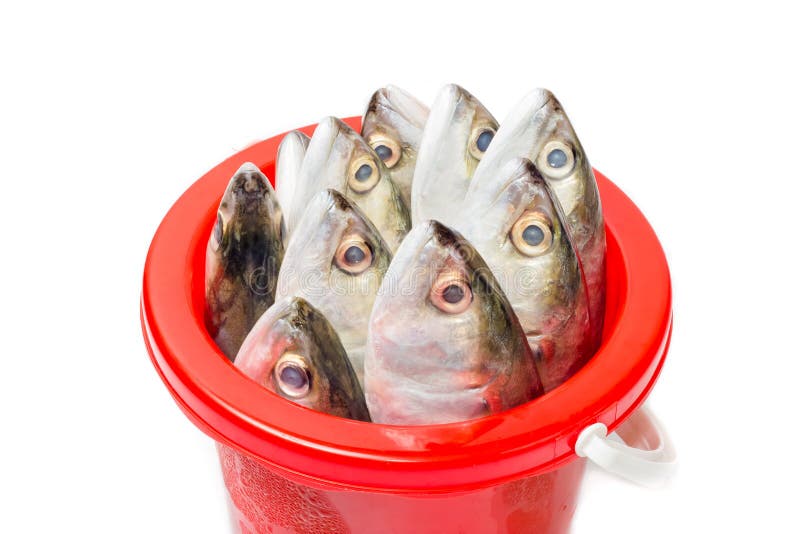 Fresh Mackerel Fish in Plastic Bucket Stock Image - Image of organic ...