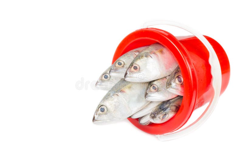 Fresh Mackerel Fish in Plastic Bucket Stock Photo - Image of sardine ...