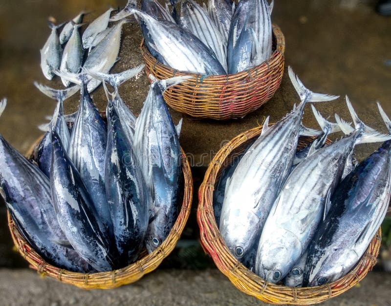 Fresh Mackerel Fish in the Rattan Baskets Stock Image - Image of ...