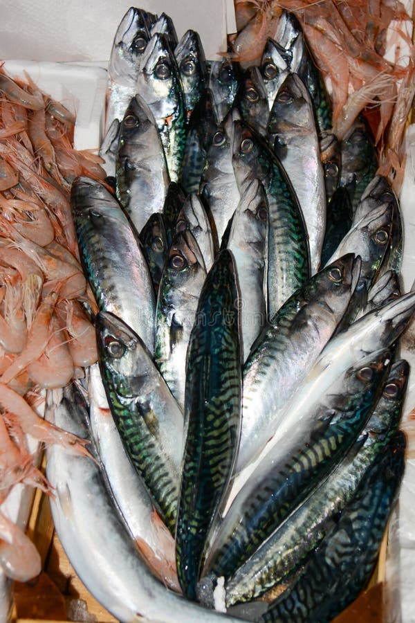 Fresh mackerel stock image. Image of finger, calabrian - 186225085