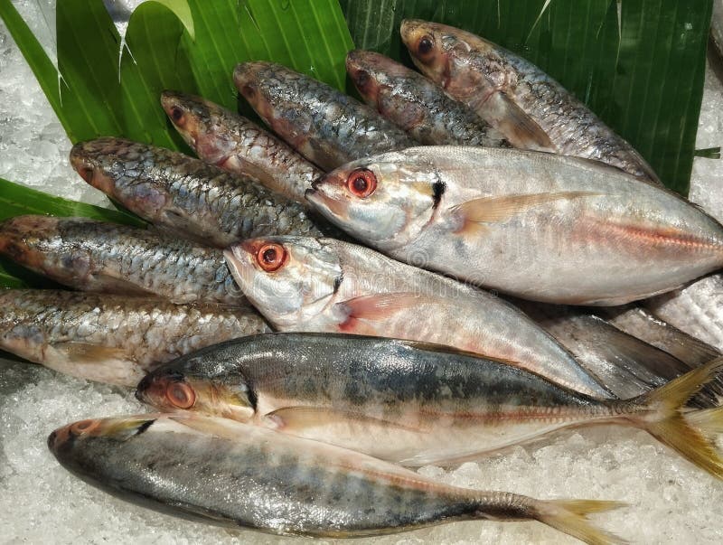 Fresh Mackerel on Ice at the Market Stock Photo - Image of fishing ...