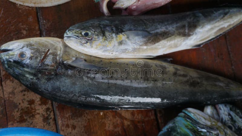 Fresh Mahi-mahi Fish in the Traditional Indonesian Fish Market in Aceh ...