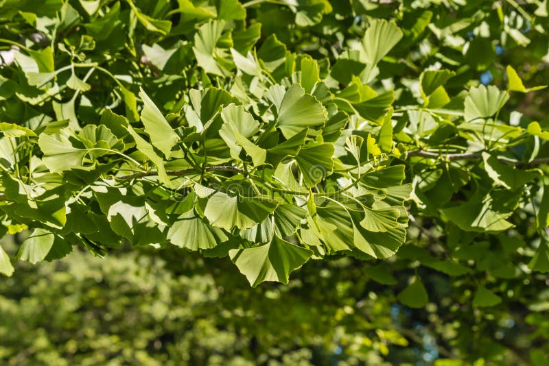 Maidenhair tree stock photo. Image of growing, cover - 16527380