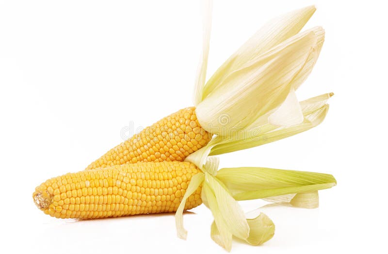 Fresh Mais on White Background Stock Photo - Image of dietary, slice ...