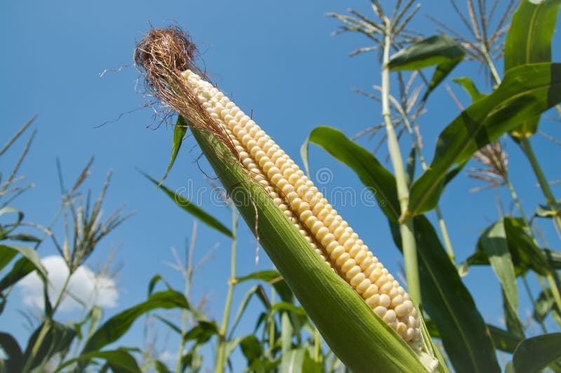 Fresh maize stock image. Image of cultivated, food, organic - 18059067