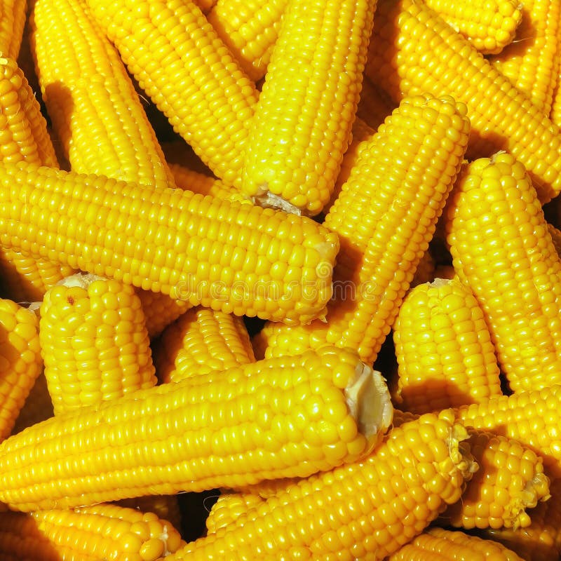 Fresh maize stock photo. Image of summer, corn, golden - 2939158