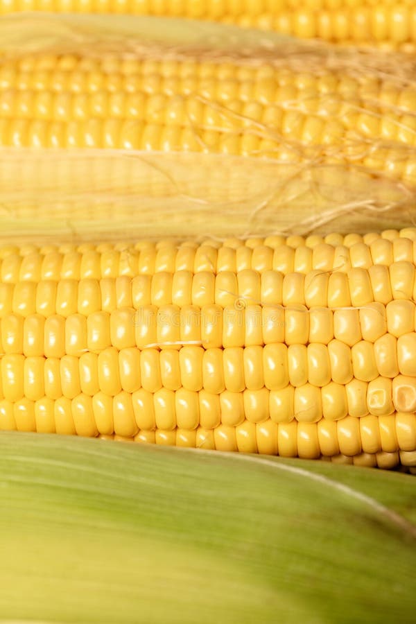 Fresh Maize Corn, Close Up Background , Vertical Composition Stock ...