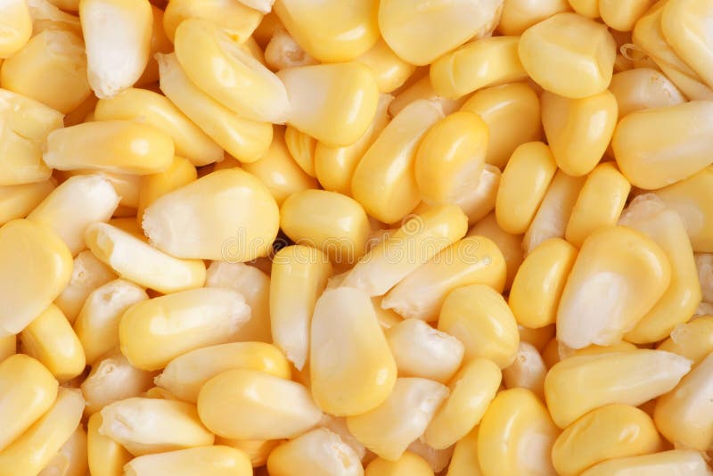 Fresh Maize Groats Background Stock Photo - Image of meal, grains: 19744204