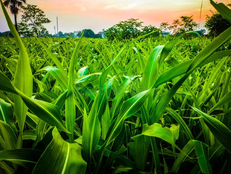 Fresh Maize Leaf in the Agricultural Field Stock Image - Image of lawn ...