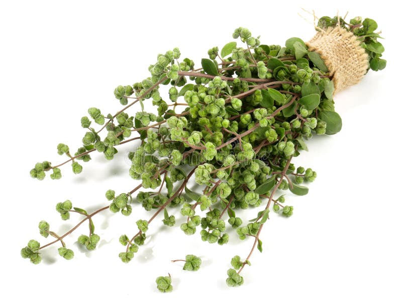 Fresh Majoram on White Background - Isolated Stock Image - Image of ...