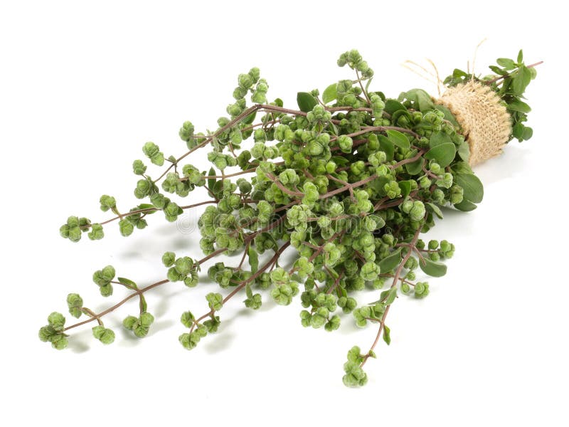 Fresh Majoram on White Background - Isolated Stock Image - Image of ...