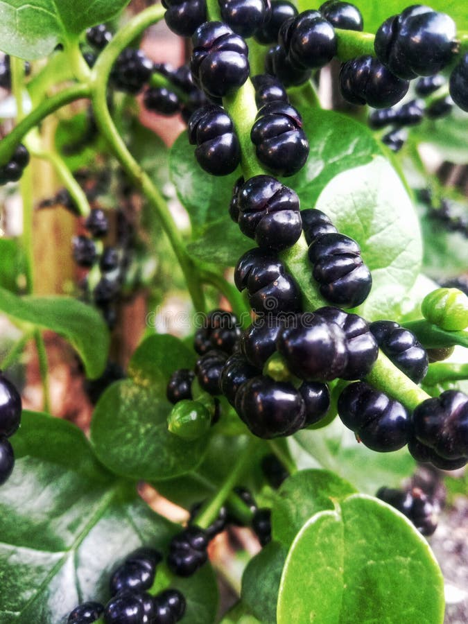 Fresh Malabar Spinach Berries – Organic, Nutrient-Rich Climbing Vine ...