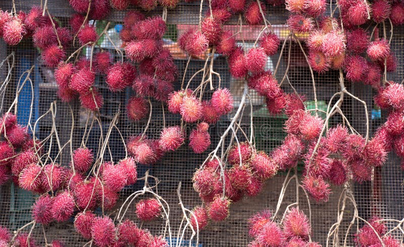 Fresh Malaysian Rambutan or Rongrien Rambutan. Stock Image - Image of ...