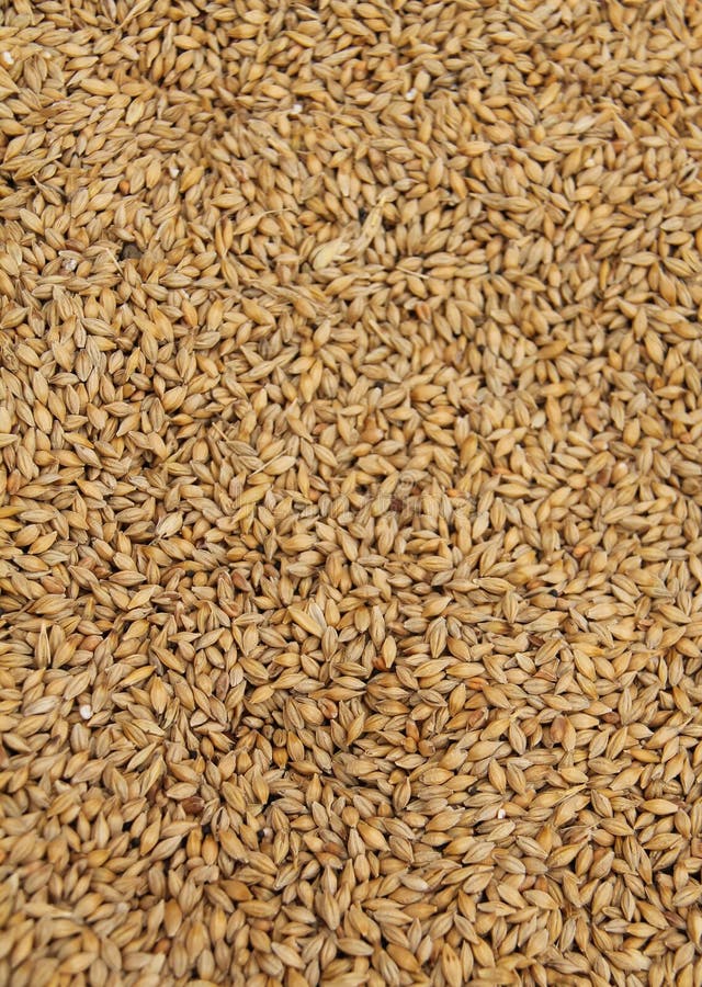 Fresh Malting Barley Grains. Stock Image - Image of pile, plant: 322487873