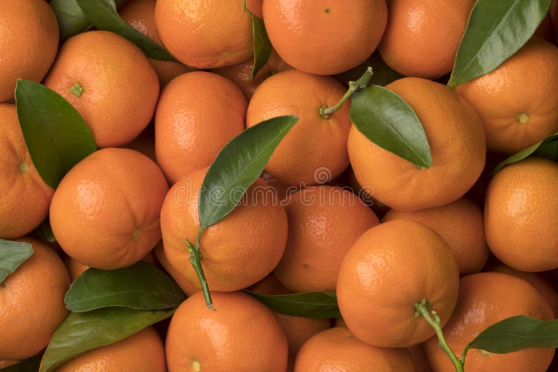 Fresh Mandarin Fruit with Leaves Stock Photo - Image of twig, peel ...
