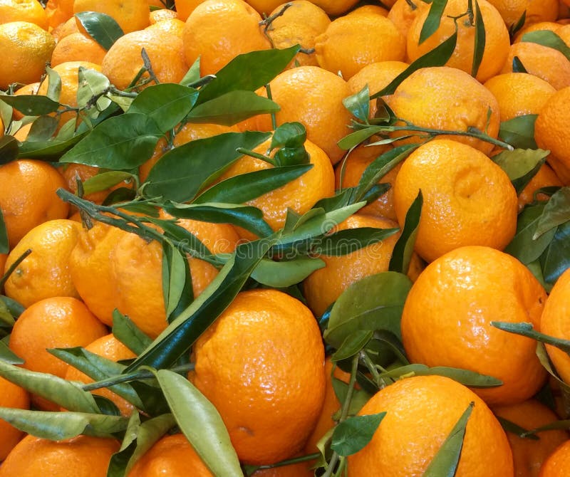 Fresh mandarin with leaves stock photo. Image of close - 66698294