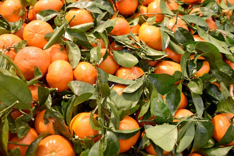 Fresh Mandarin Oranges with Leaves Stock Photo - Image of close, sweet ...