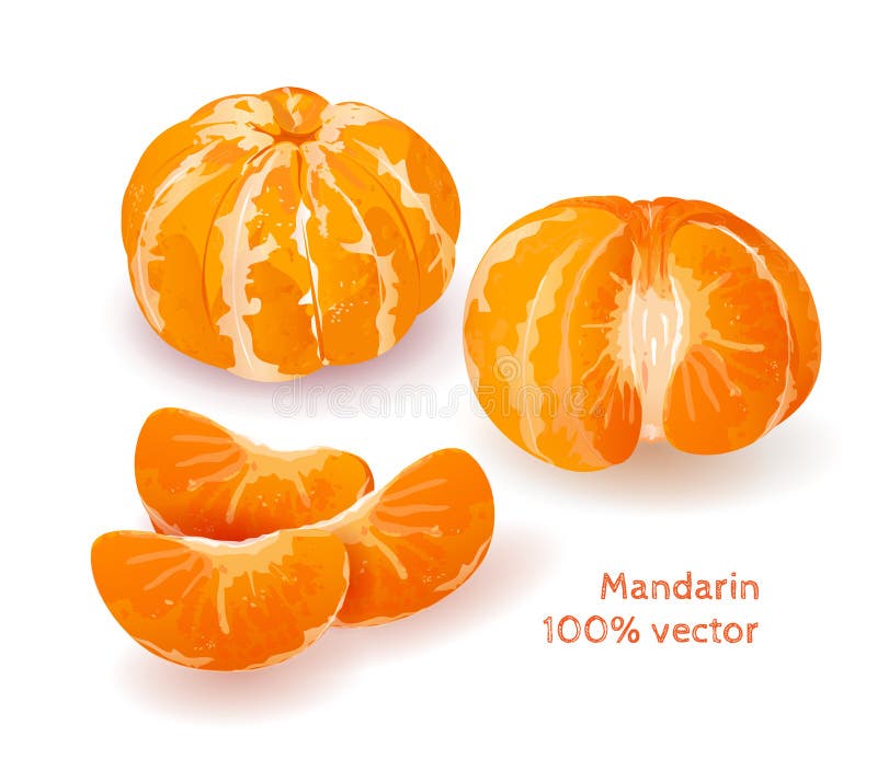 Fresh Mandarin. Vector Illustration Stock Vector - Illustration of ...