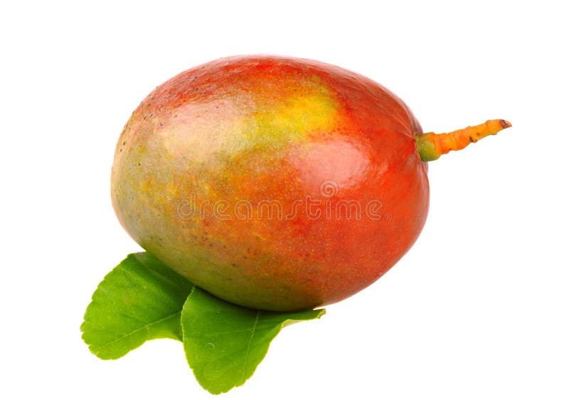 Fresh Mango Picture. Image: 13777559