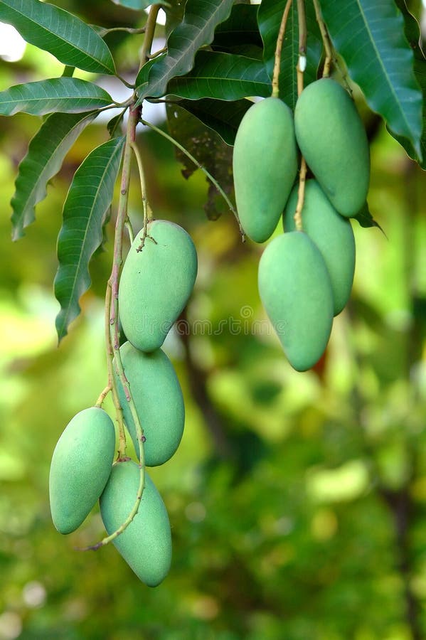 Longan stock image. Image of seasonal, isolated, seed - 6151081