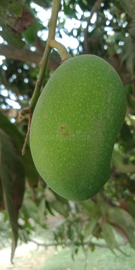 Fresh Mango Close Up in Punjab Pakistan Stock Photo - Image of pakistan ...