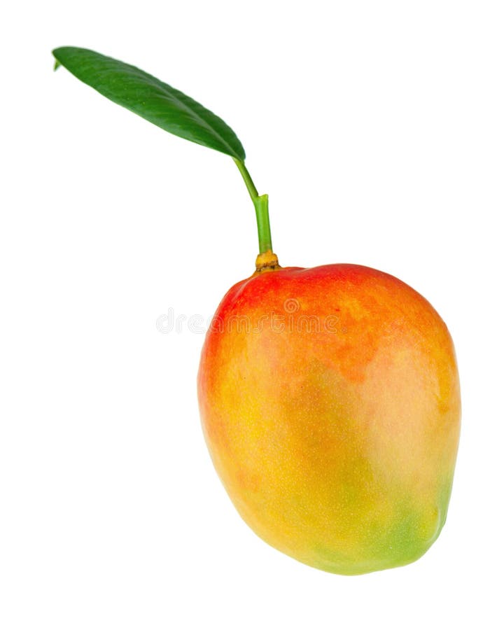 Fresh Mango Fruit with Green Leaves Isolated on White Background Stock ...