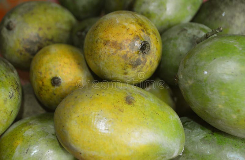 Fresh Mango Fruit for Heathy Diet Stock Image - Image of fresh, mango ...