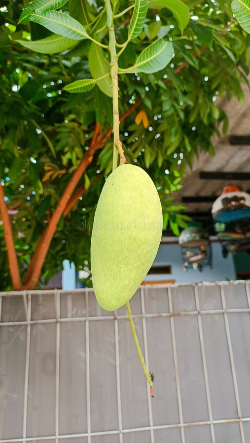 Fresh Mango Fruit on the Tree in Summer Time Stock Photo - Image of ...