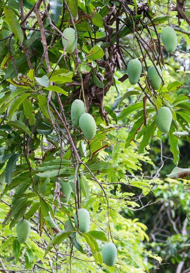 Fresh Mango Group on the Branch. Stock Photo - Image of foliage ...