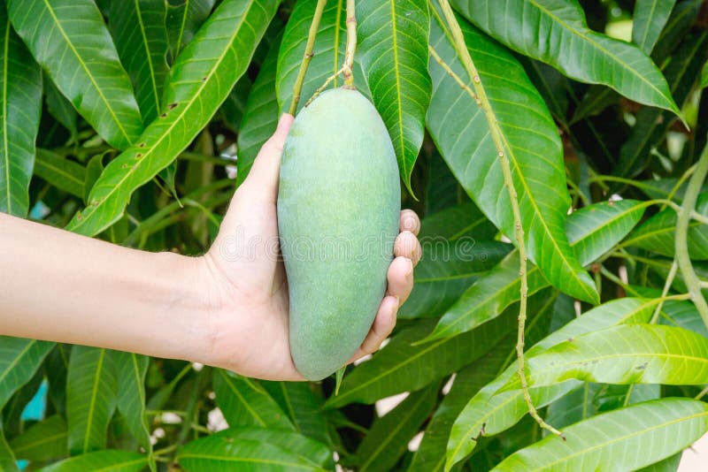 Fresh mango in hand stock photo. Image of natural, fruit - 72339334