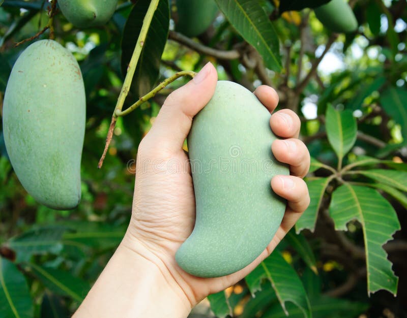 Fresh mango in hand stock image. Image of food, hang - 30628623