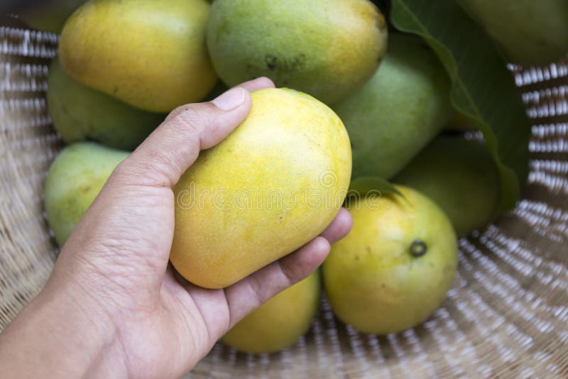 Fresh mango stock image. Image of green, nature, health - 71995095
