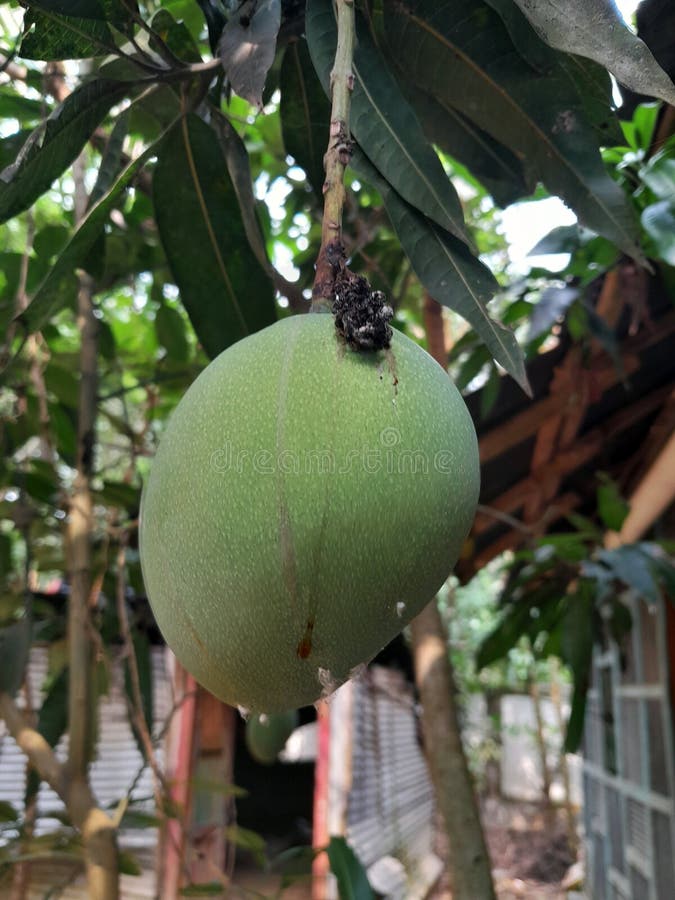 Fresh Mango Hanging in the Tree Stock Image - Image of sweet, diet ...